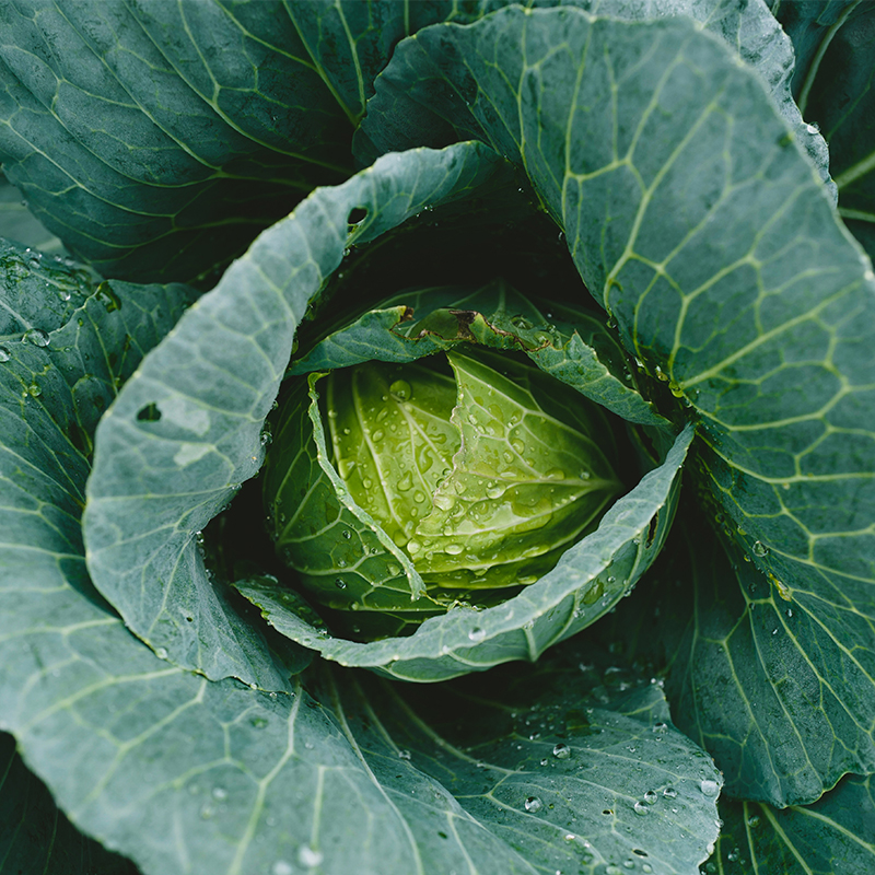 Gode retter med masser af grønt | Lækre og nemme retter | Find dem lige her